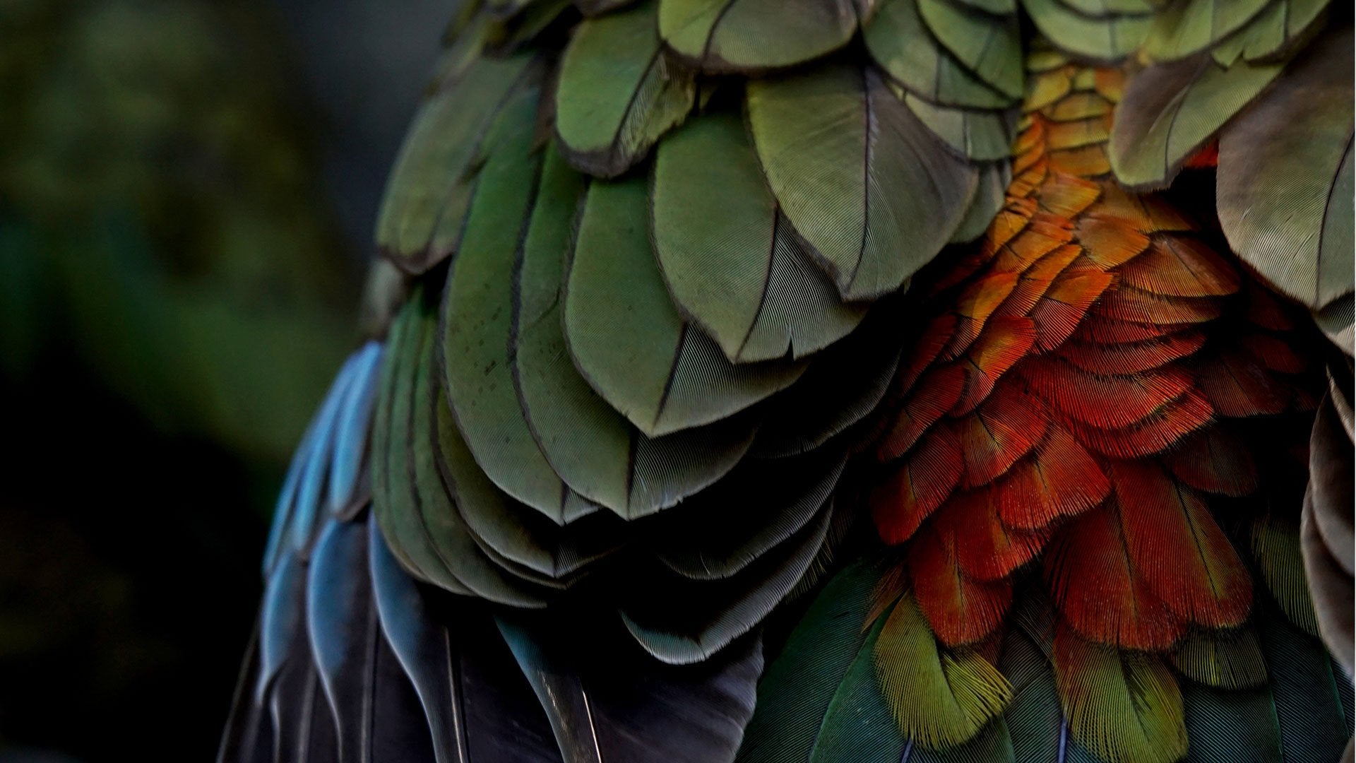 Garden – Auckland Zoo